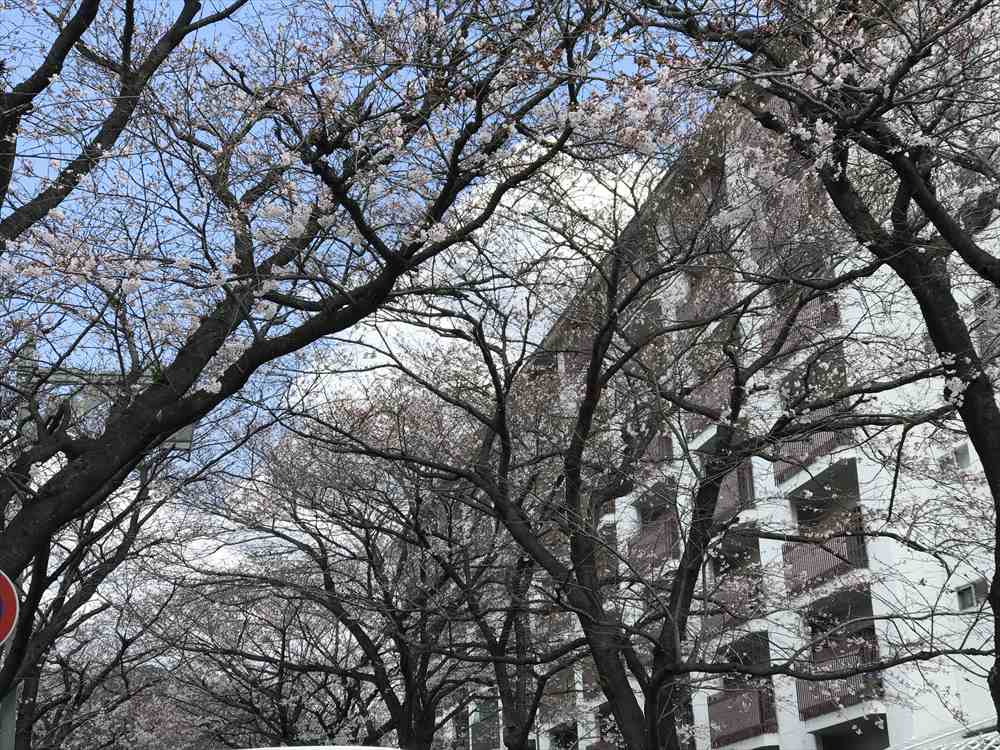 SAKURAアーチフェスタ2019公式