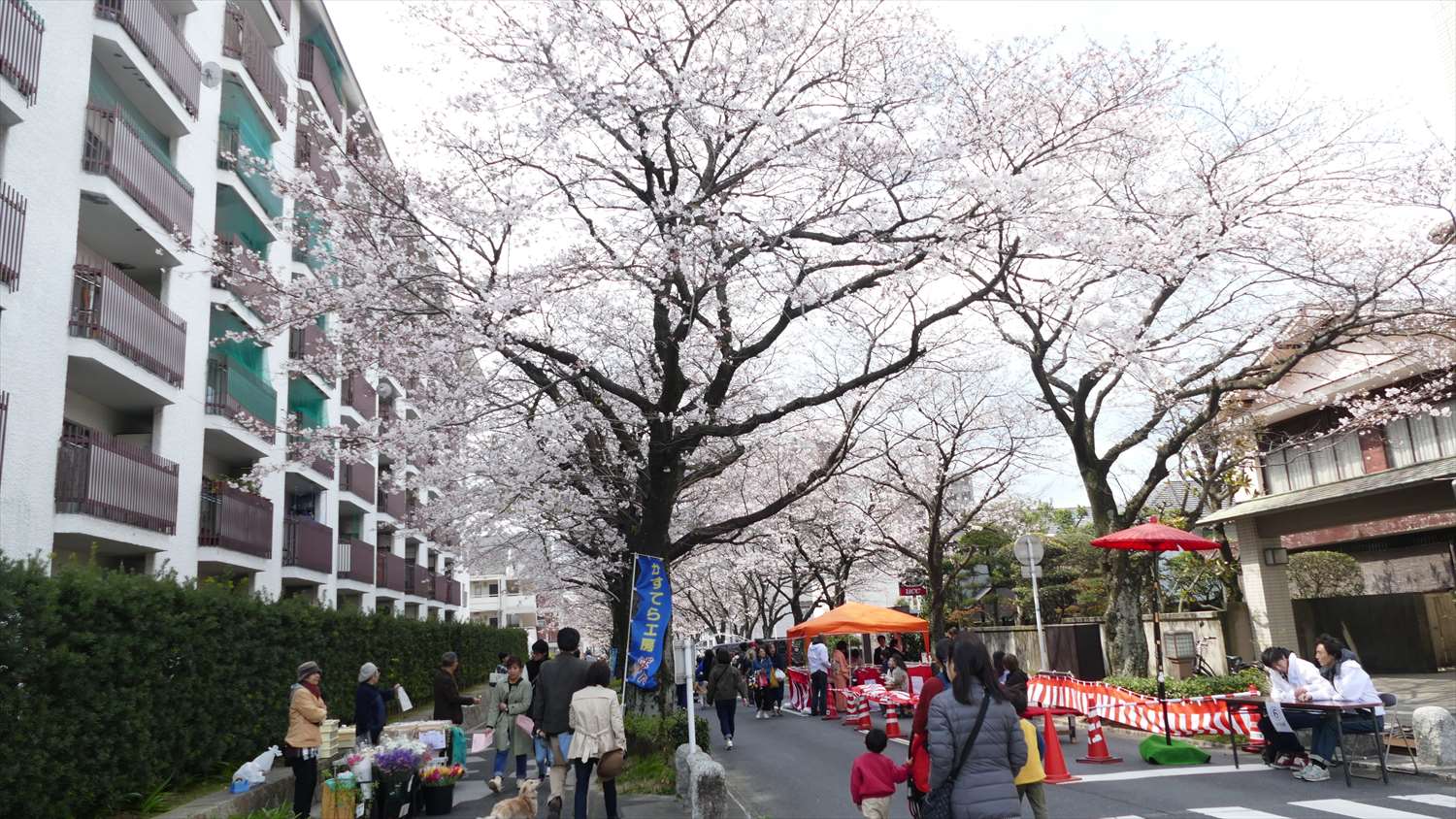 SAKURAアーチフェスタ2019公式